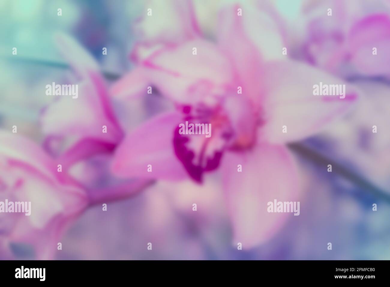 Sweet color orchid in soft color and blur style for flora background ...