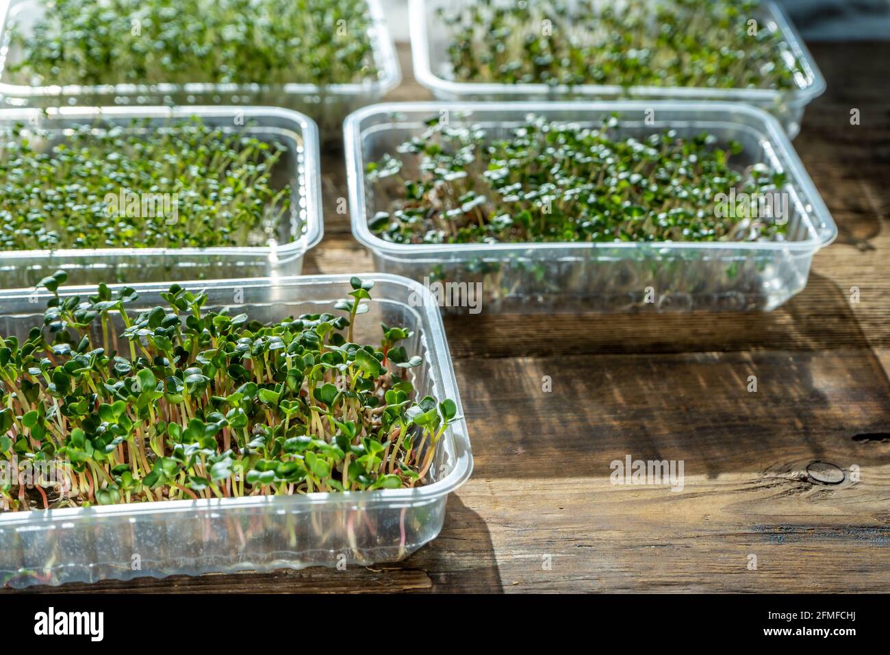 Growing microgreen in plastic trays. Germinating seeds for vegan eco ...