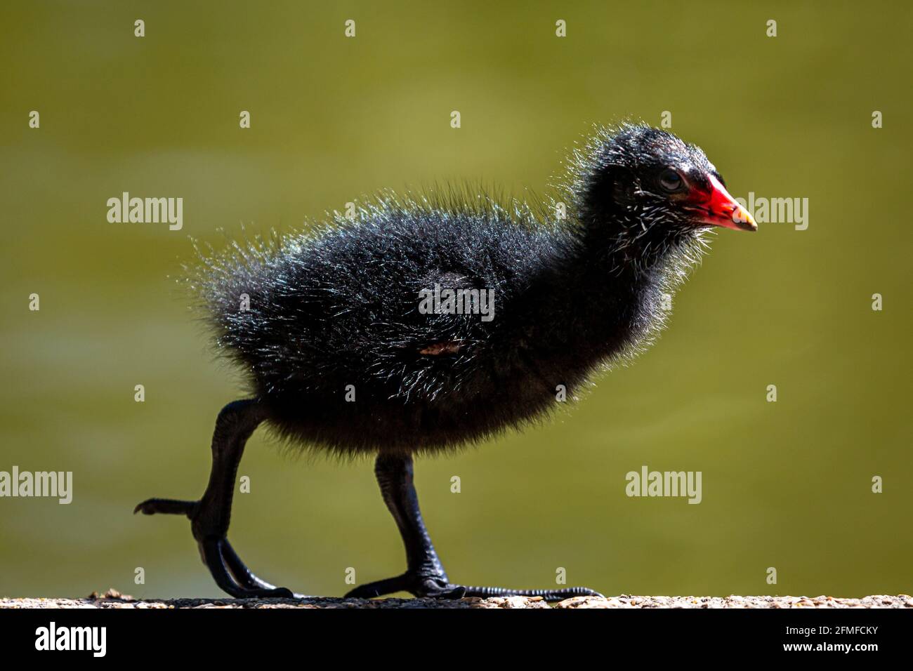 Baby moorhen hi-res stock photography and images - Alamy