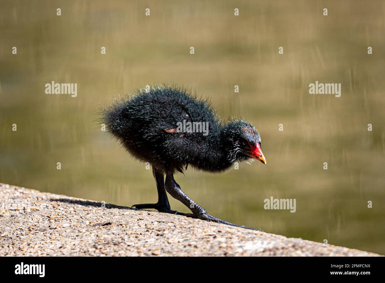 Baby moorhen hi-res stock photography and images - Alamy