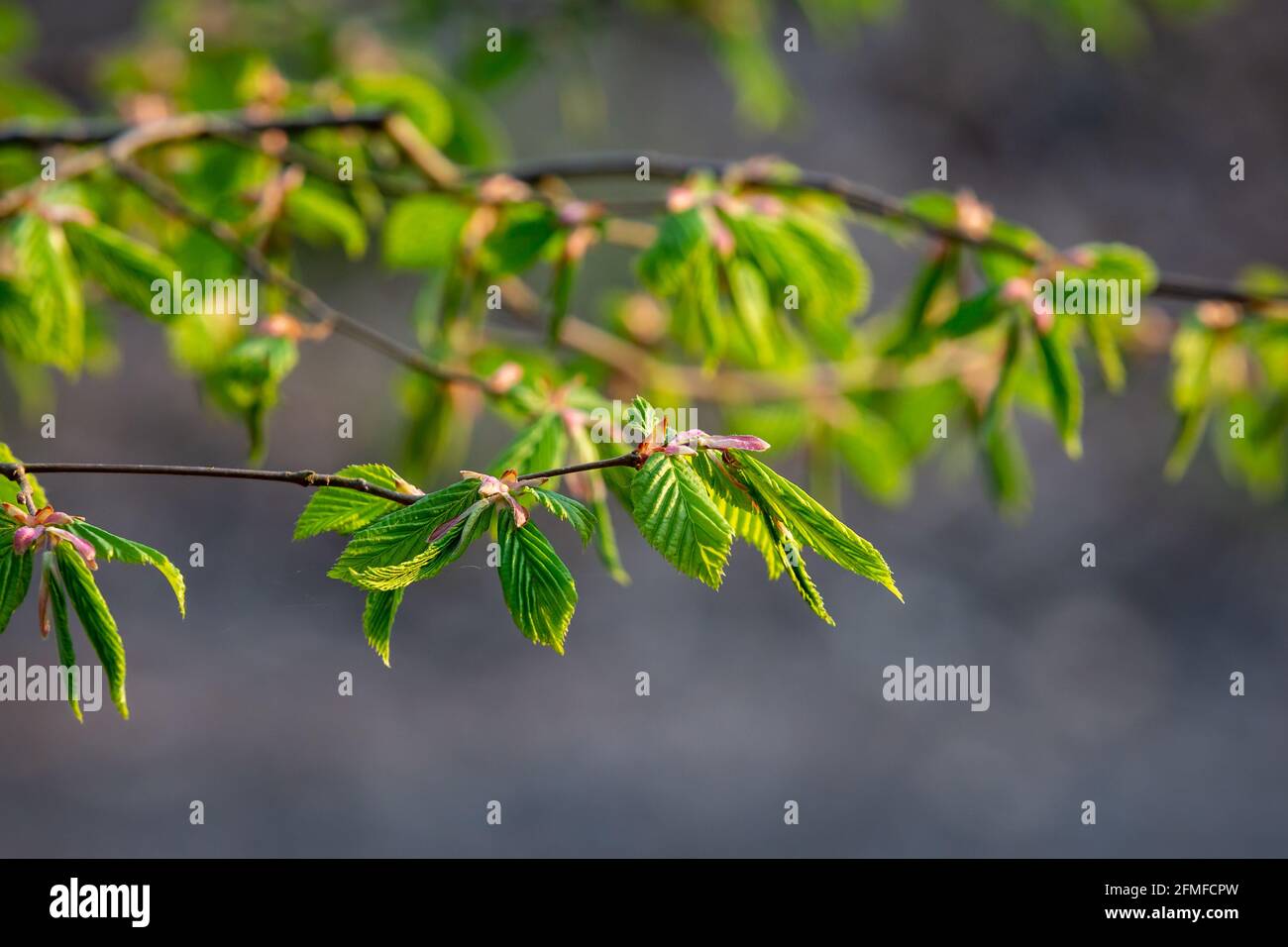 New leaves on a tree in springtime Stock Photo - Alamy