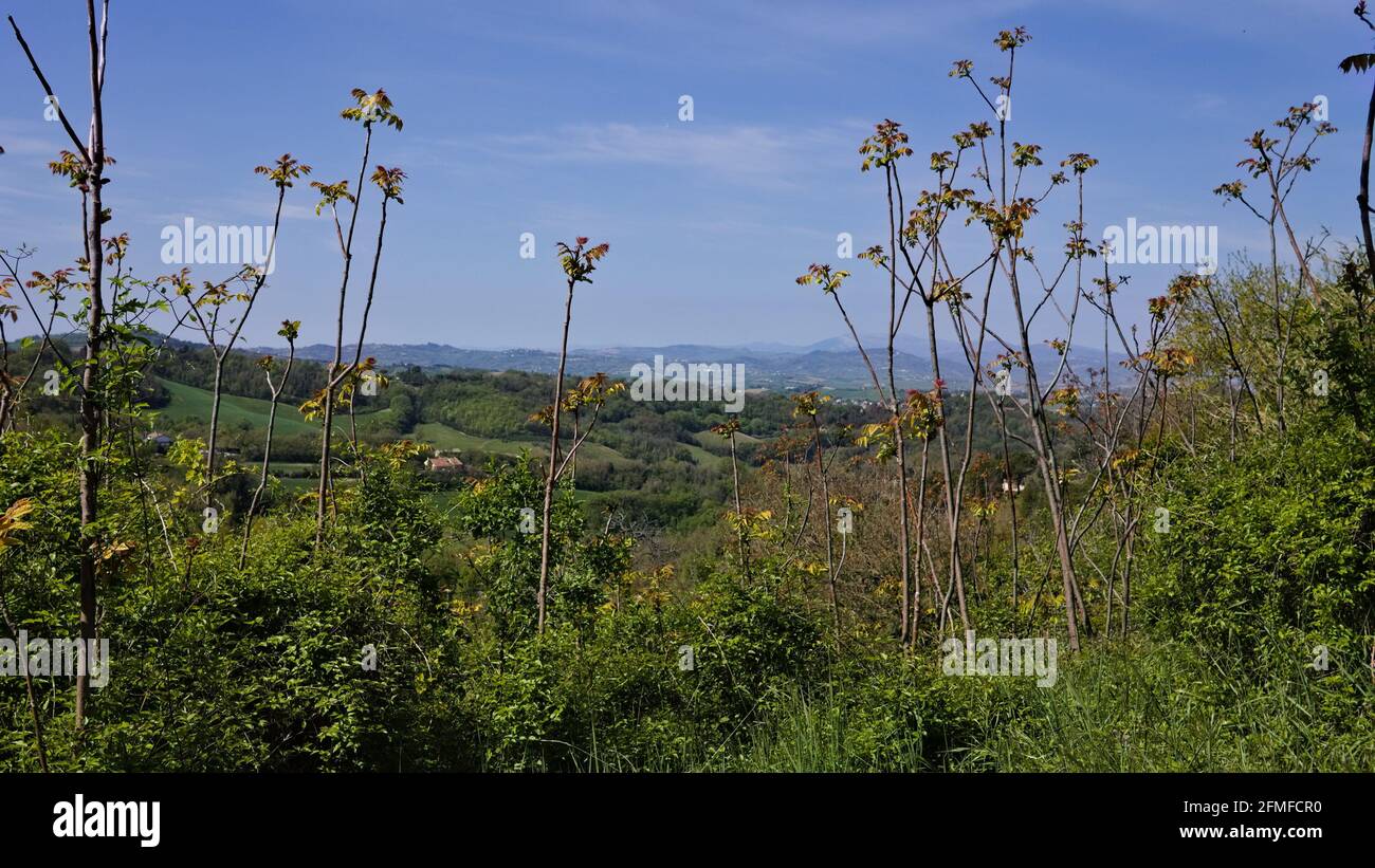 Tall shrubs with orange leaves in the Italian countryside (Fiorenzuola ...