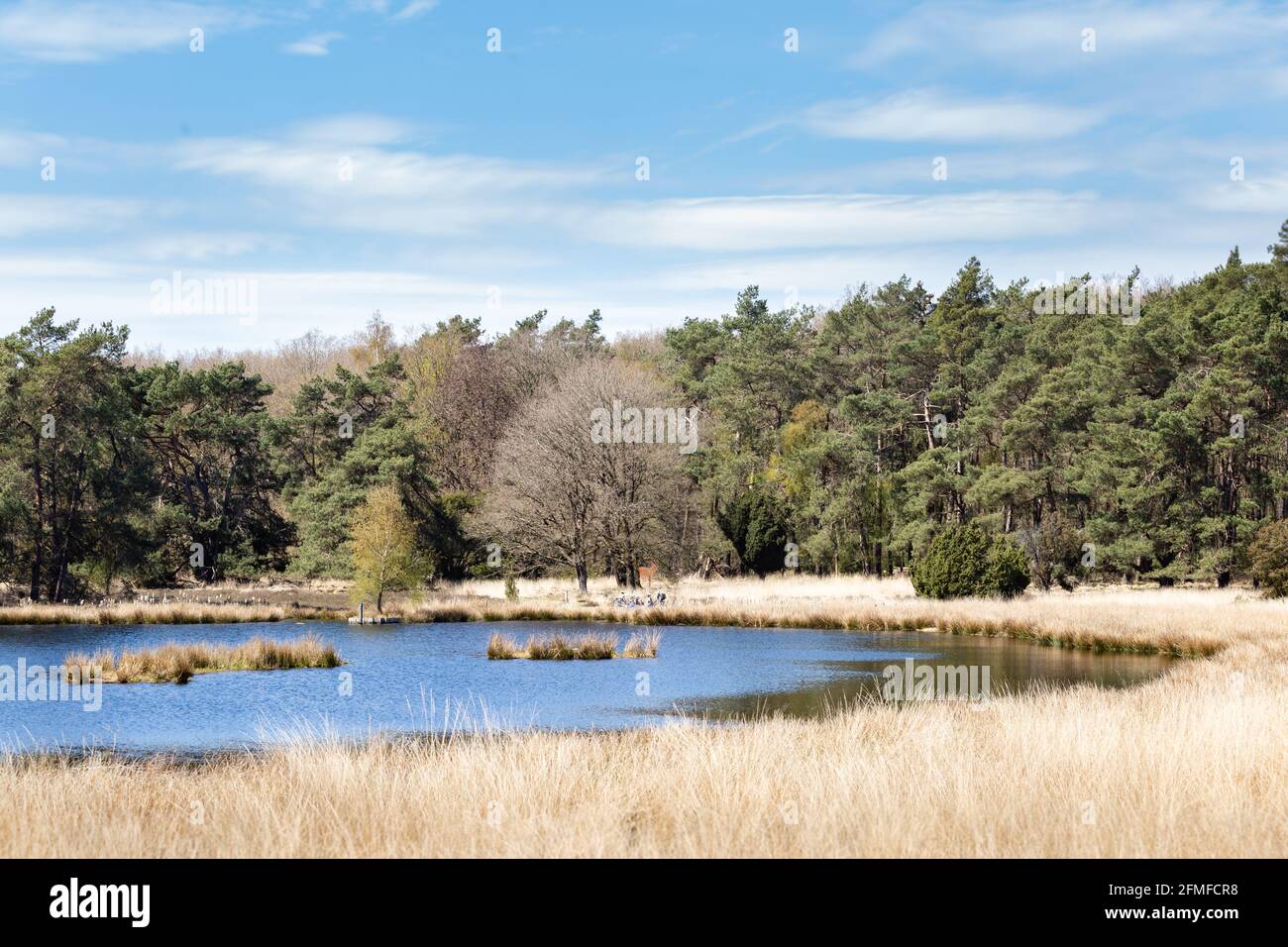 Nature reserve Dwingelderveld in Drenthe in the Netherlands Stock Photo ...