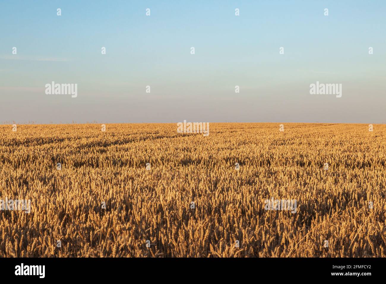 A Field of Golden Cereal Crops in Summer Stock Photo - Alamy