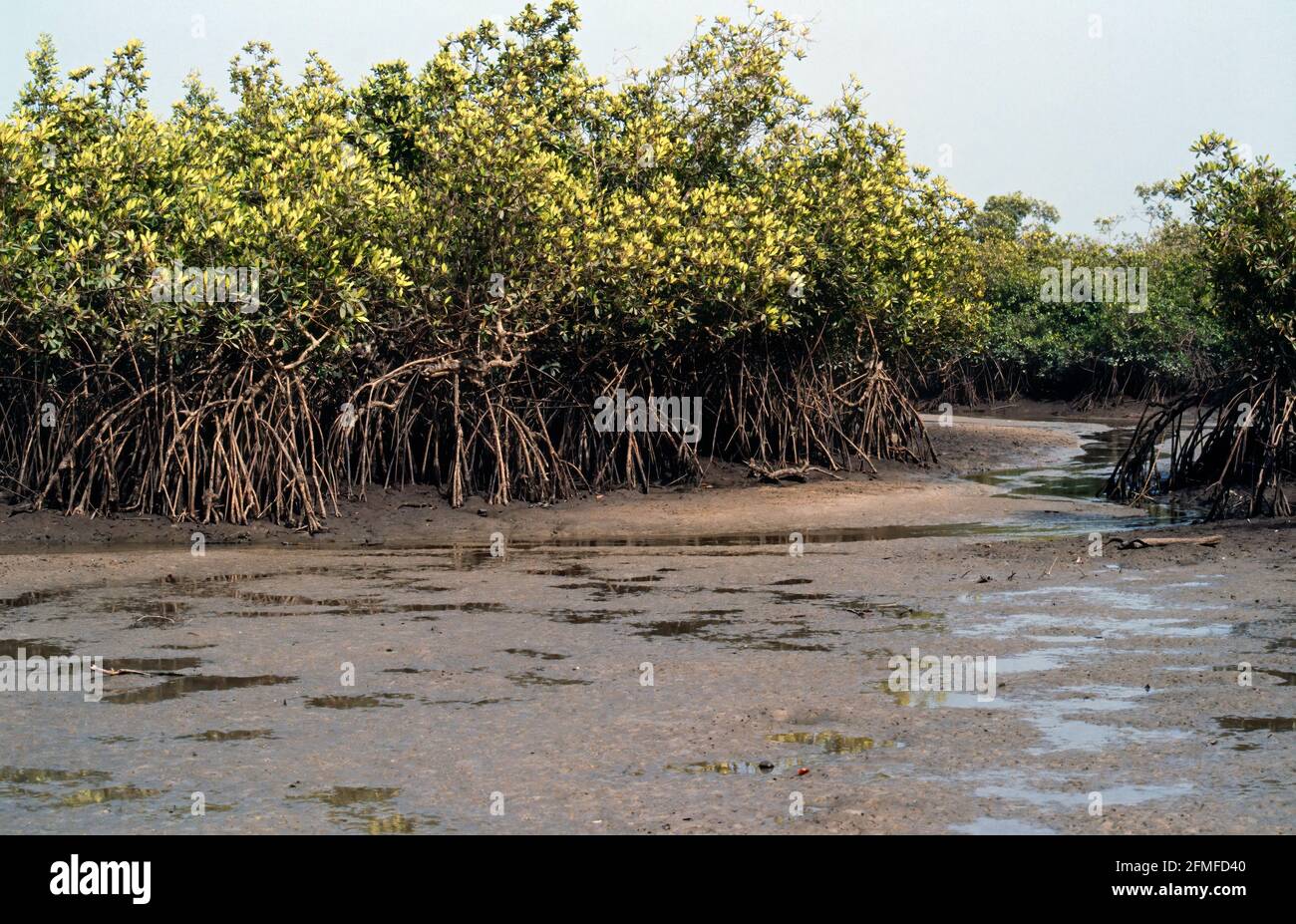 Halophytes High Resolution Stock Photography and Images - Alamy