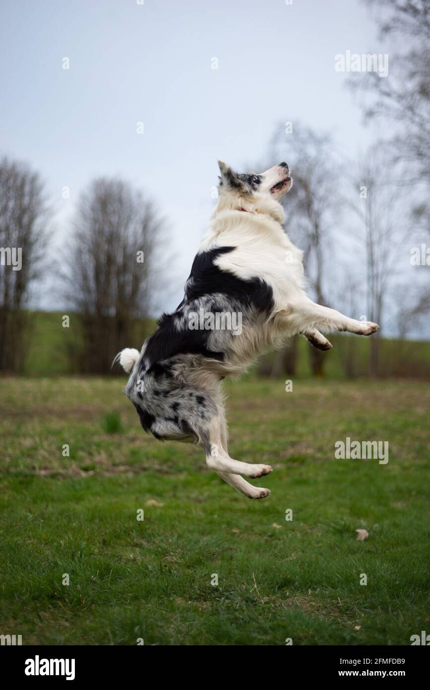 Black and white border collie jumping on the green grass Stock Photo ...