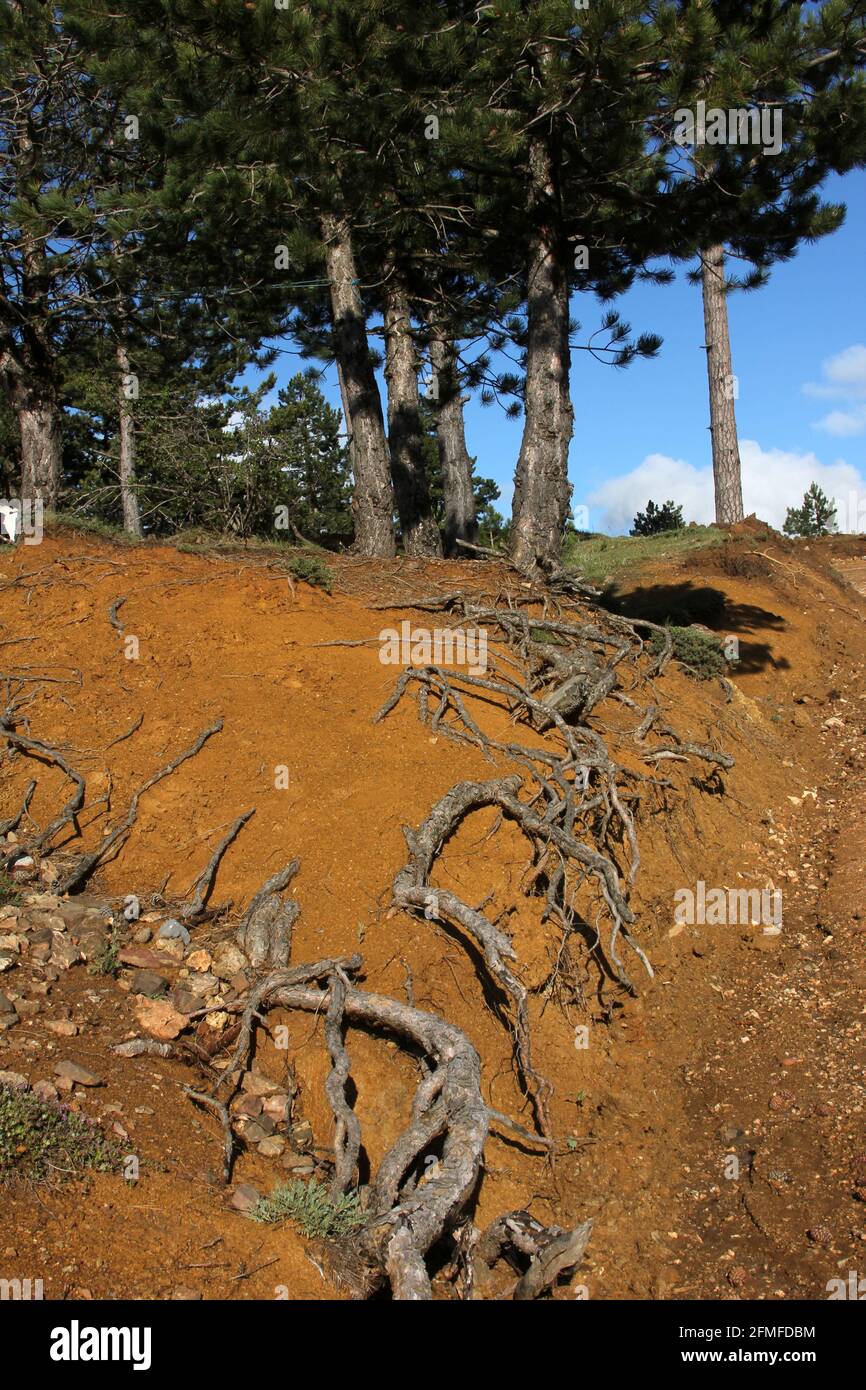 Pine tree and roots. Nature background Stock Photo - Alamy