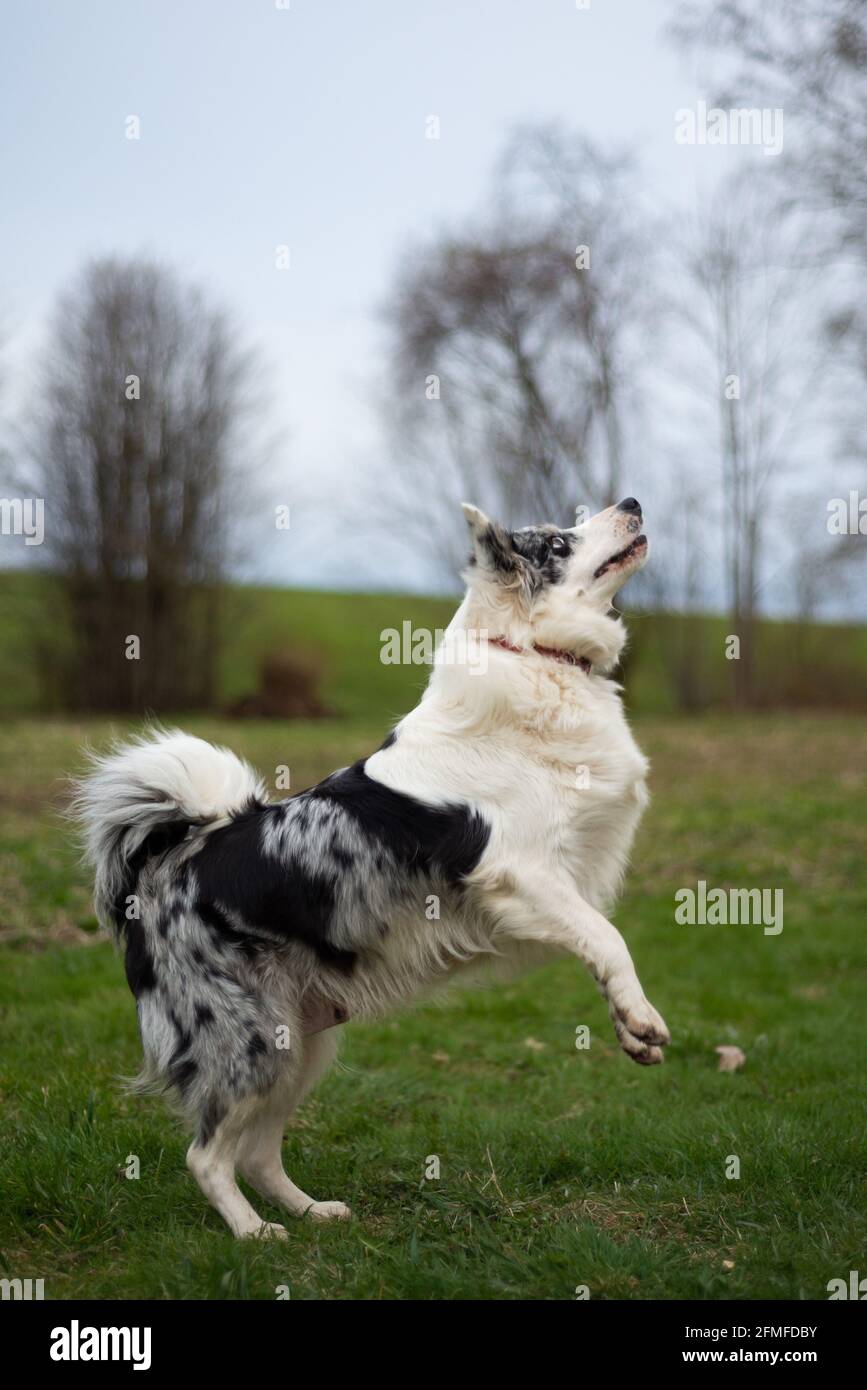 How High Can Border Collies Jump