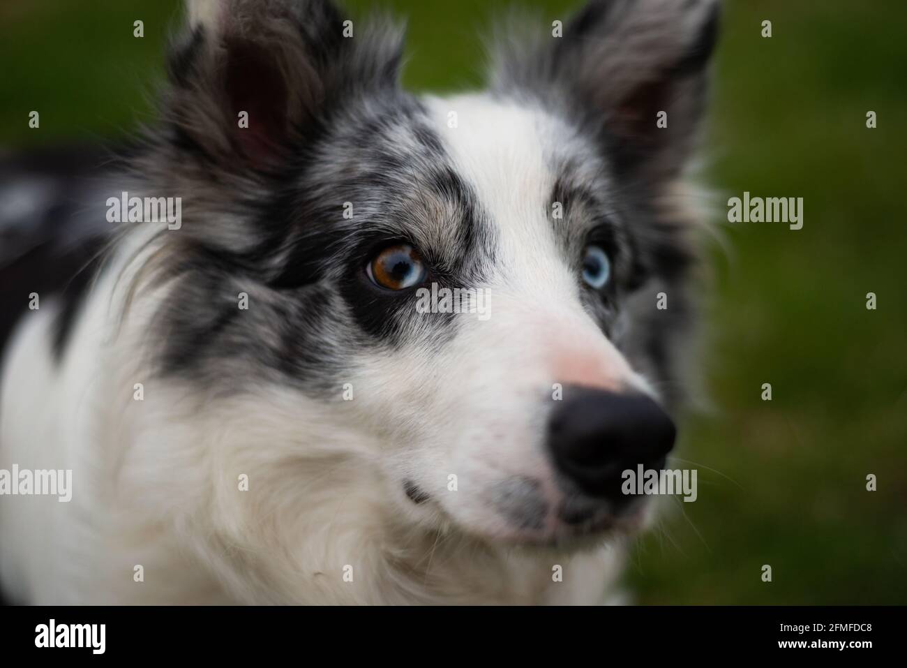 Red And White Border Collie Blue Eyes