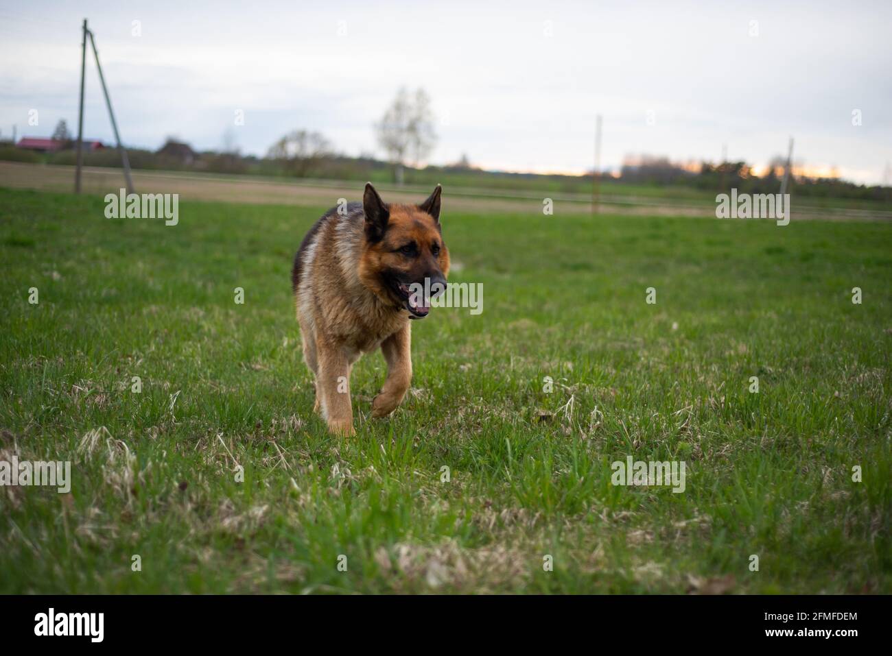 german shepherd dog in a green field Stock Photo - Alamy