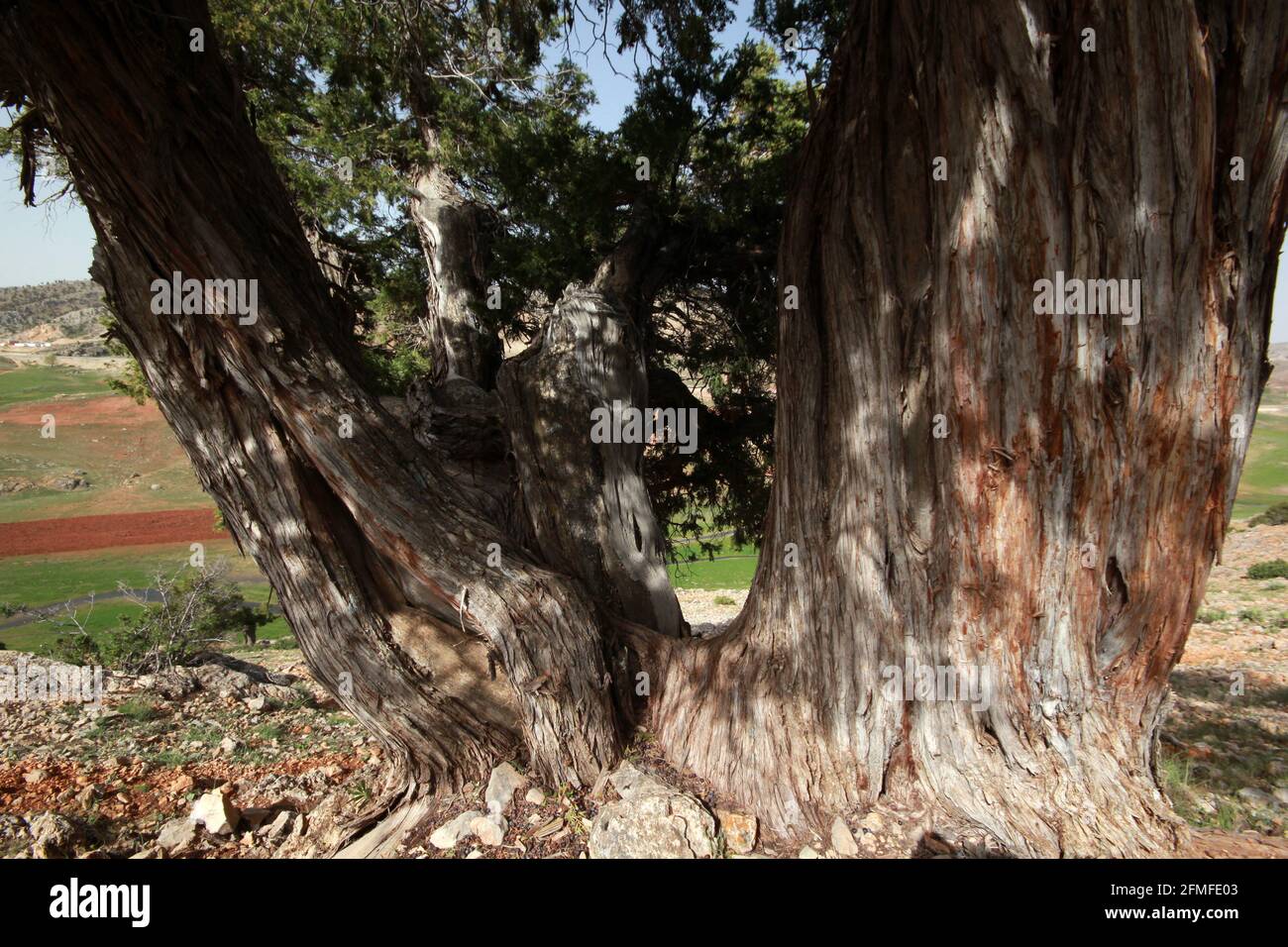 Beautiful juniper tree and nature Stock Photo - Alamy