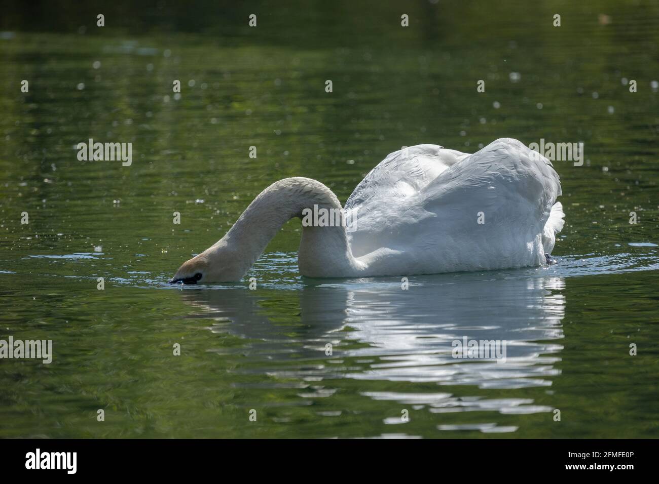 Swans are birds of the family Anatidae within the genus Cygnus Stock ...