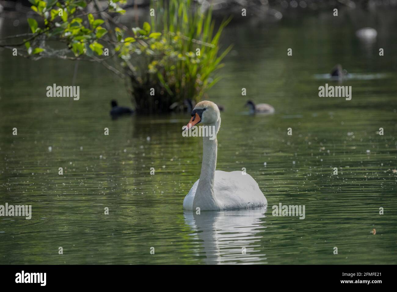 Swans are birds of the family Anatidae within the genus Cygnus Stock ...