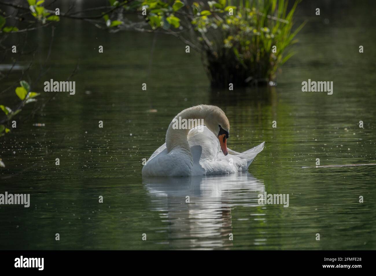 Swans are birds of the family Anatidae within the genus Cygnus Stock ...
