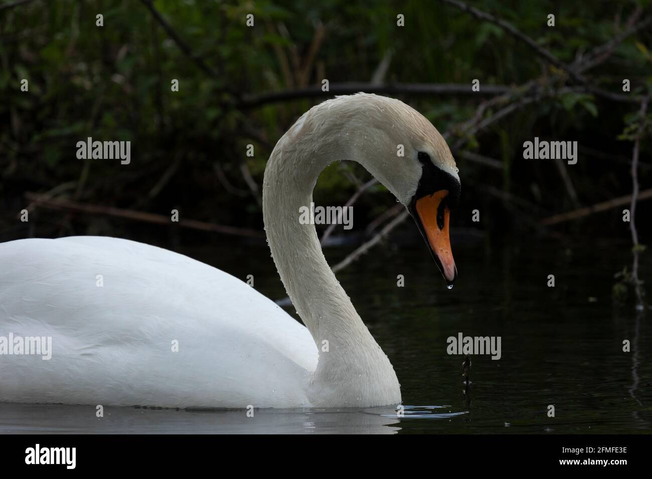 Swans are birds of the family Anatidae within the genus Cygnus Stock ...
