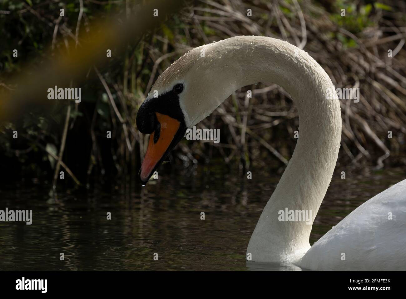 Swans are birds of the family Anatidae within the genus Cygnus Stock ...