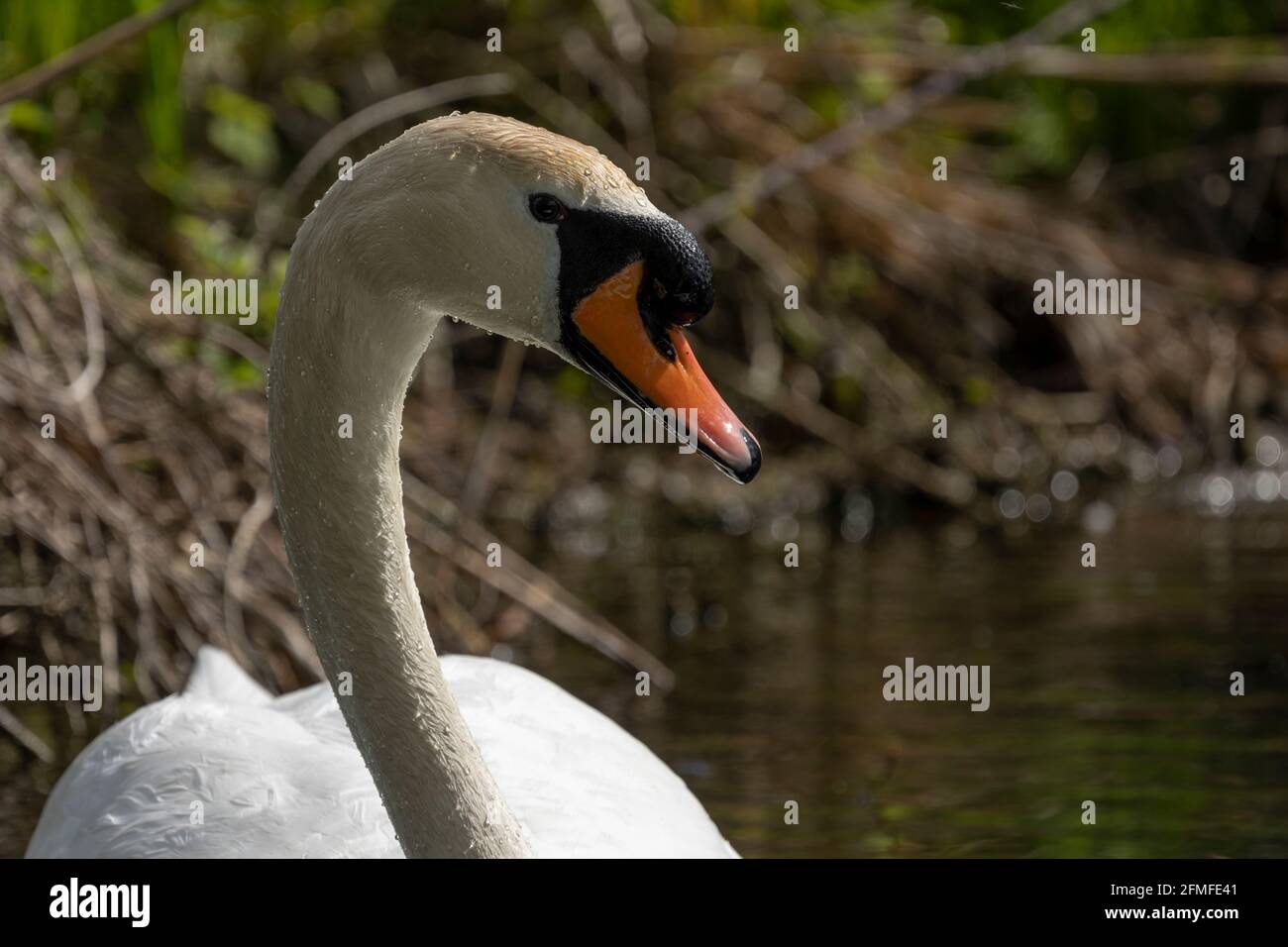 Swans are birds of the family Anatidae within the genus Cygnus Stock ...