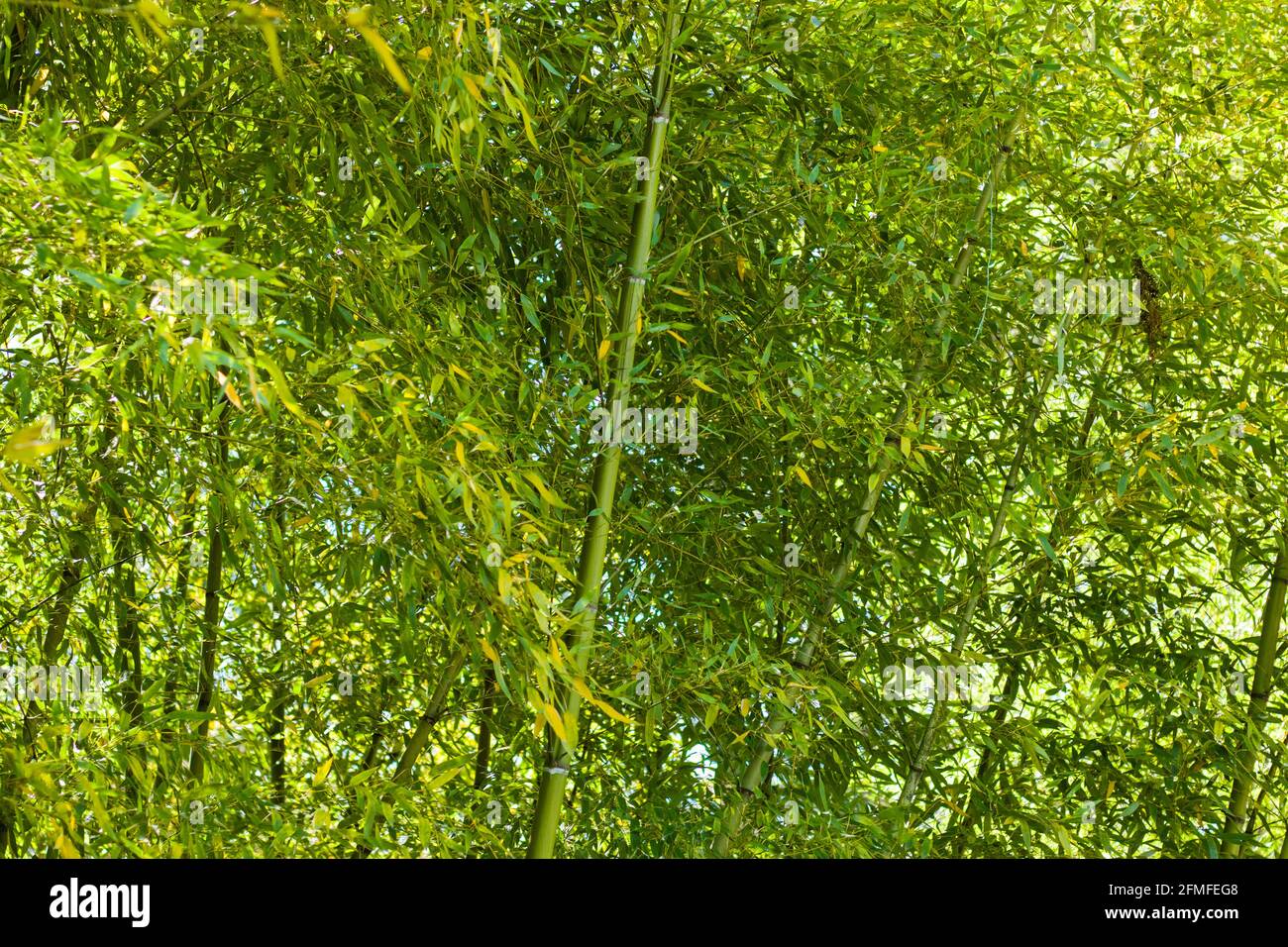 Bamboo forest, trees in the spring, green color background, daylight ...