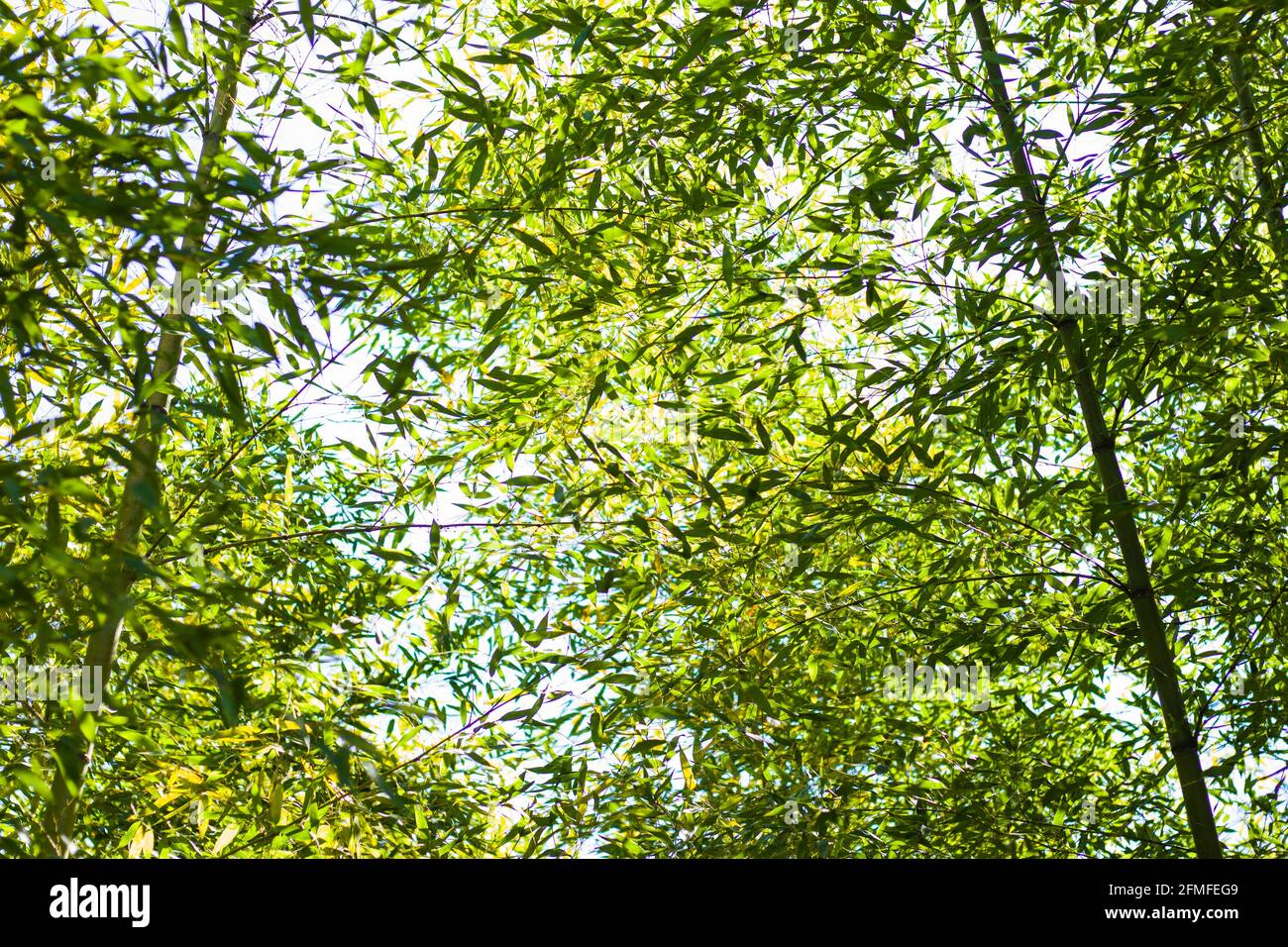 Bamboo forest, trees in the spring, green color background, daylight ...