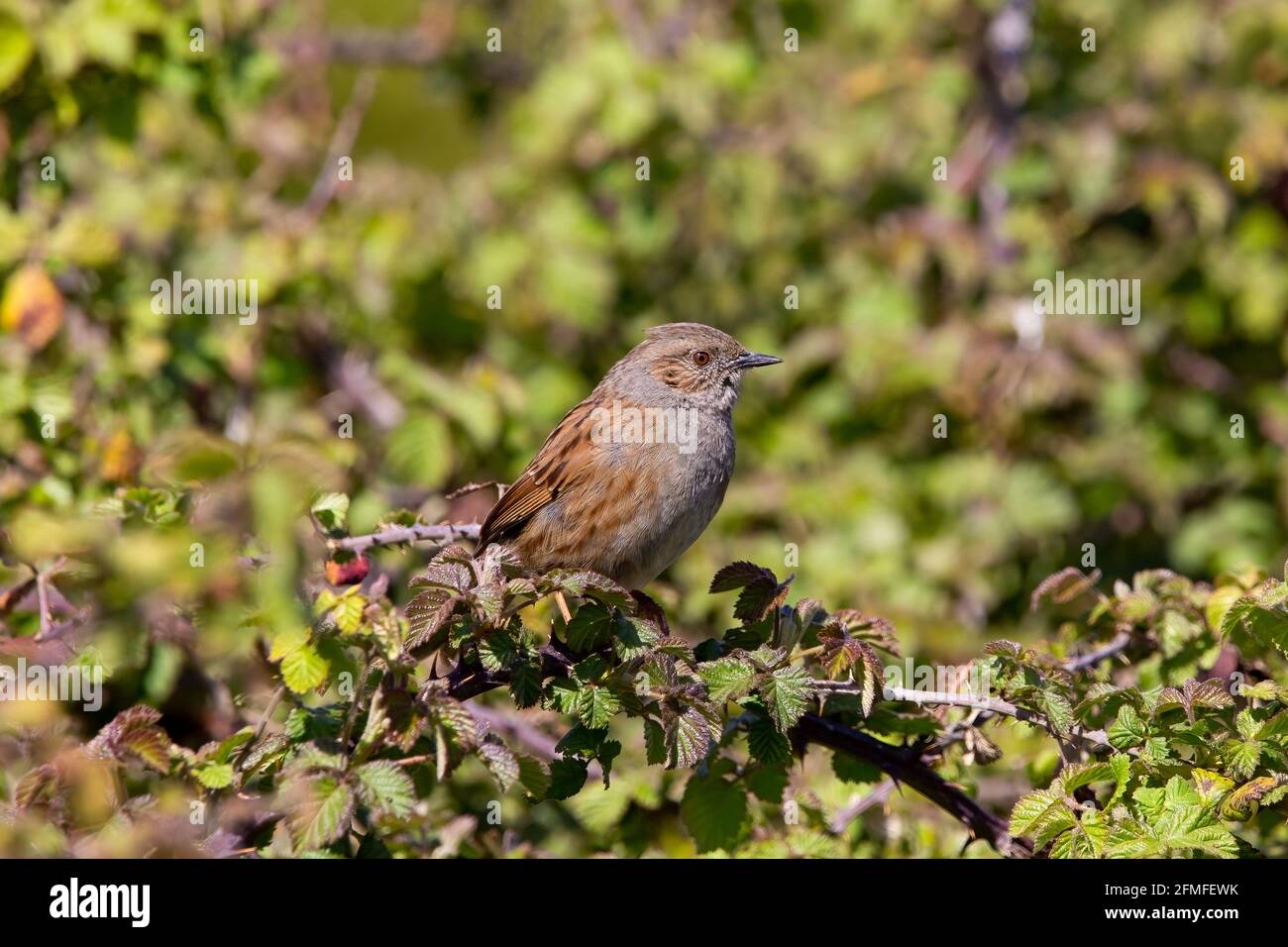A Dunnock bird resting on a hedge row Stock Photo - Alamy