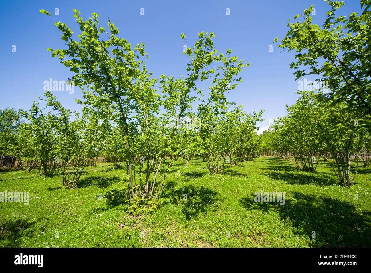 Hazelnut trees piedmont hi-res stock photography and images - Alamy