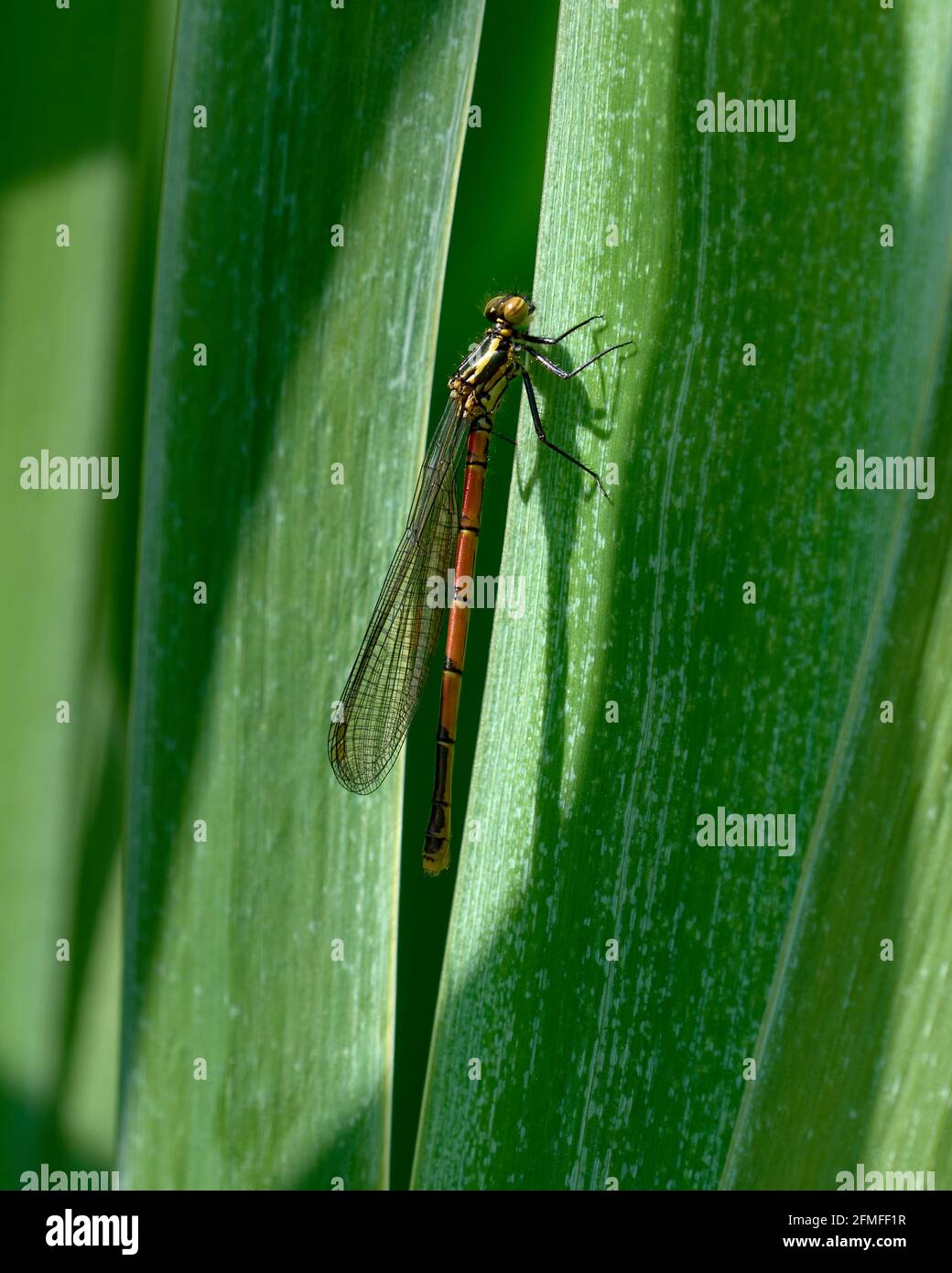 Newly emerged damselfly readies for first flight Stock Photo - Alamy Newly emerged damselfly readies for first flight Stock Photo - Alamy