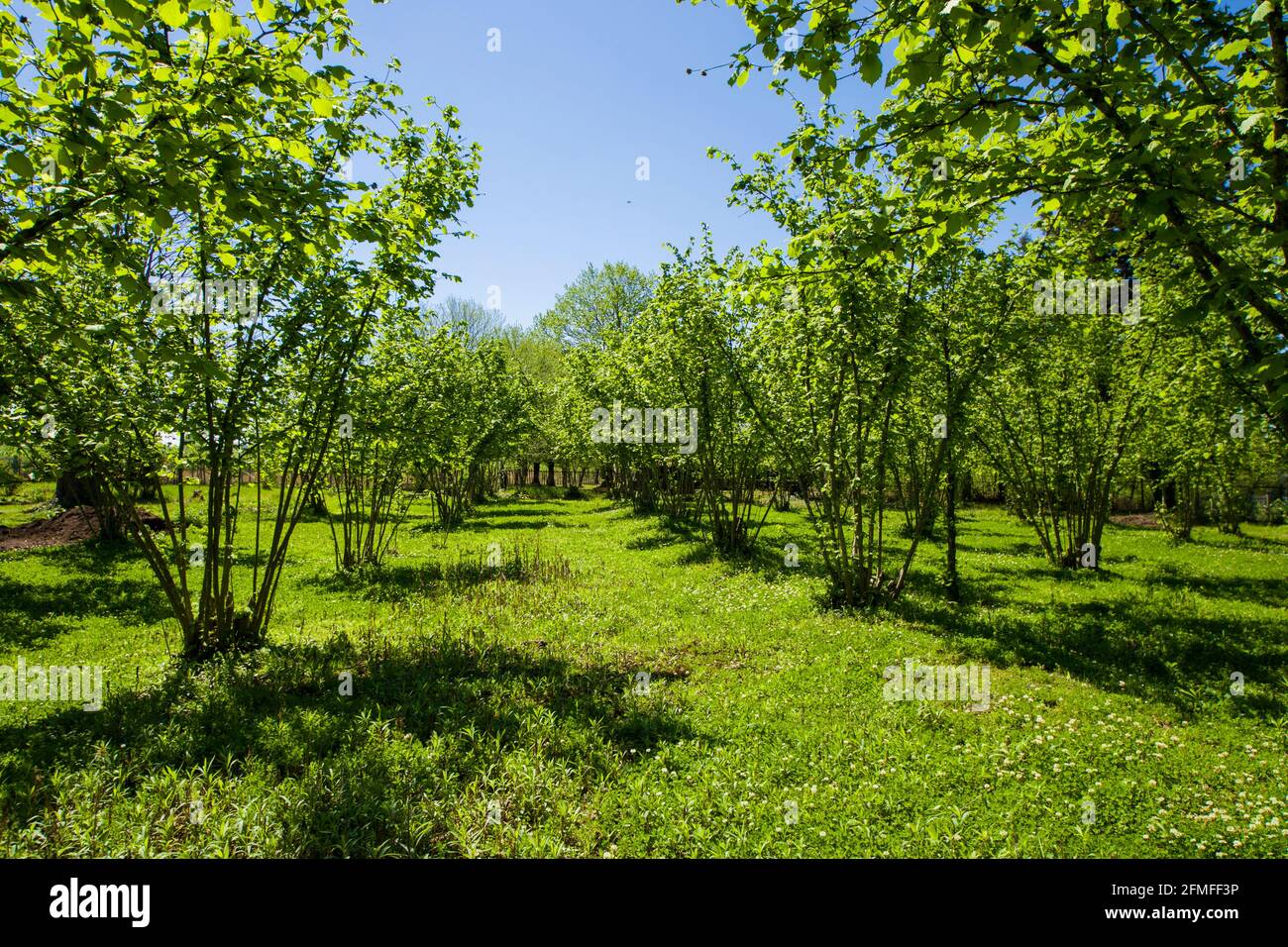 Hazelnut trees piedmont hi-res stock photography and images - Alamy