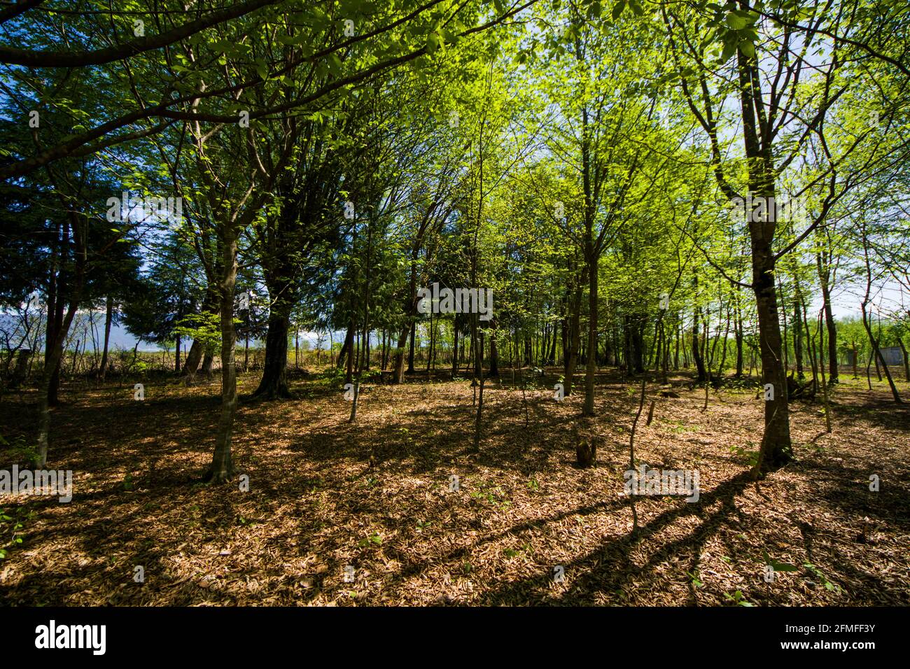 Old big trees forest in the park in Georgia Stock Photo - Alamy