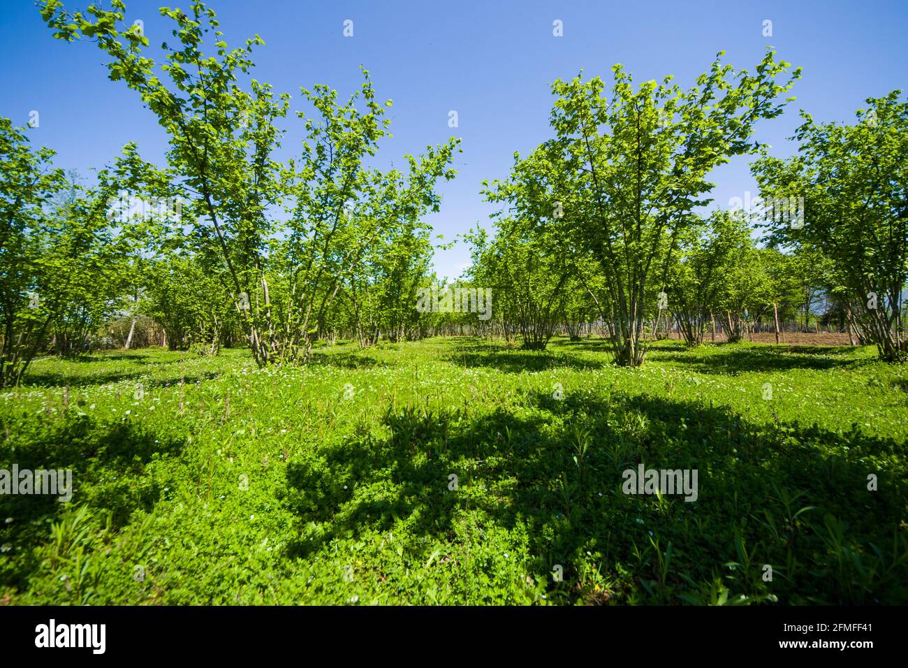 Hazelnut trees piedmont hi-res stock photography and images - Alamy