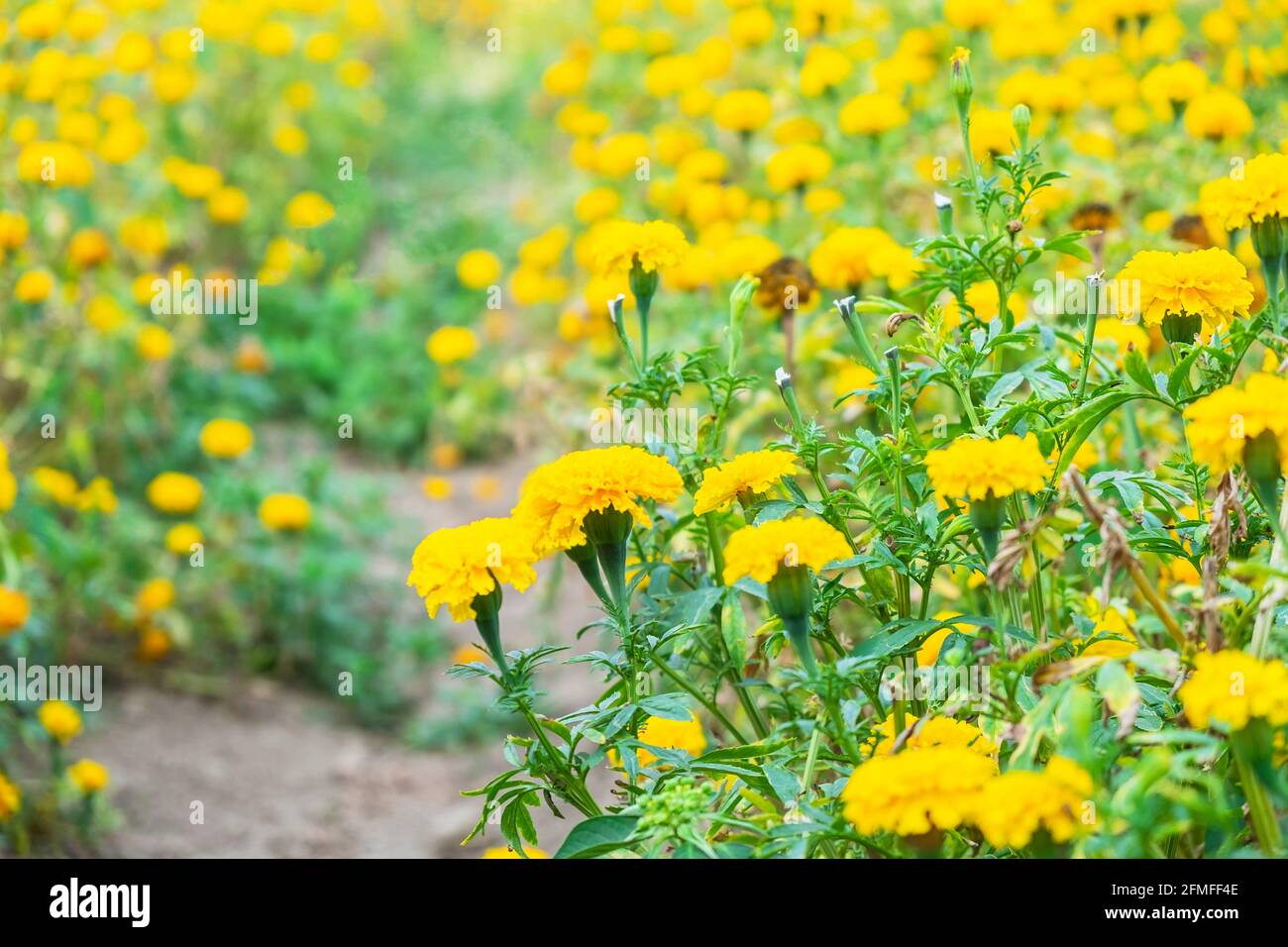Yellow flowers in a meadow hi-res stock photography and images - Alamy