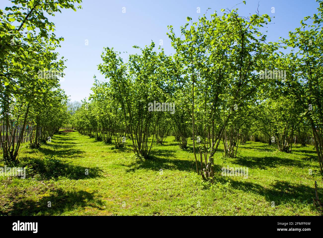 Hazelnut trees piedmont hi-res stock photography and images - Alamy