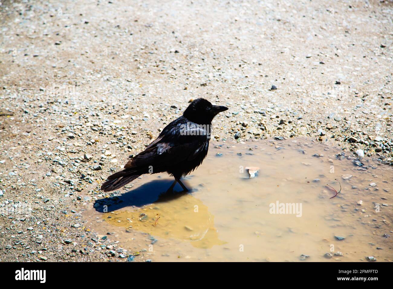 Crow in a puddle, feather Stock Photo - Alamy