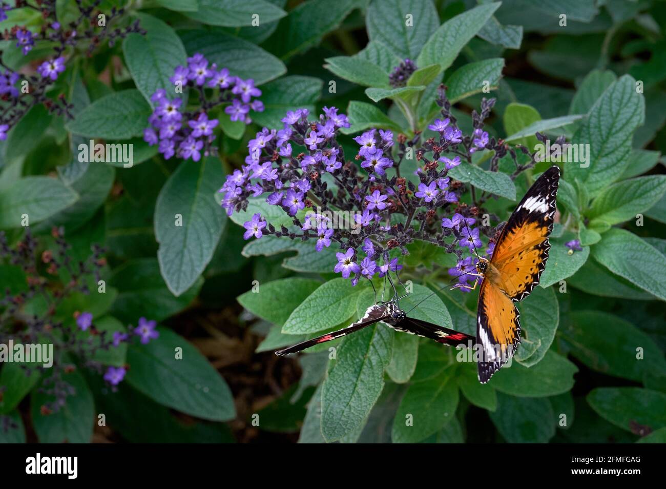 Tropical butterflies at Middleton Common Farm Butterfly Gardens Stock ...