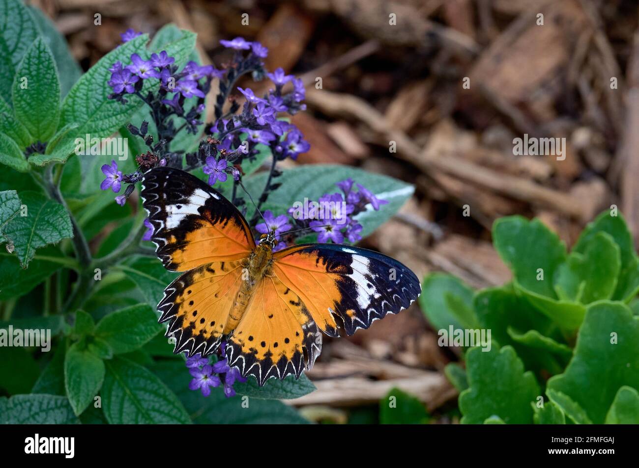 Tropical butterflies at Middleton Common Farm Butterfly Gardens Stock ...