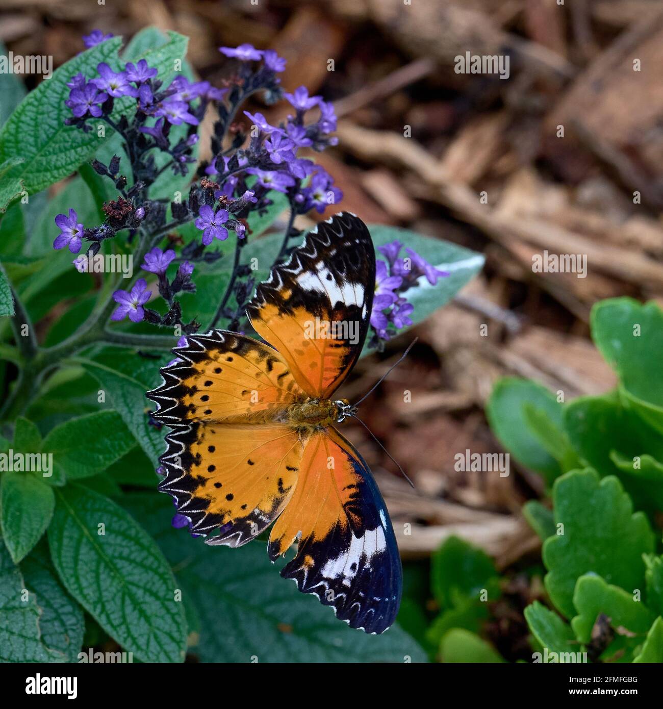 Tropical butterflies at Middleton Common Farm Butterfly Gardens Stock ...