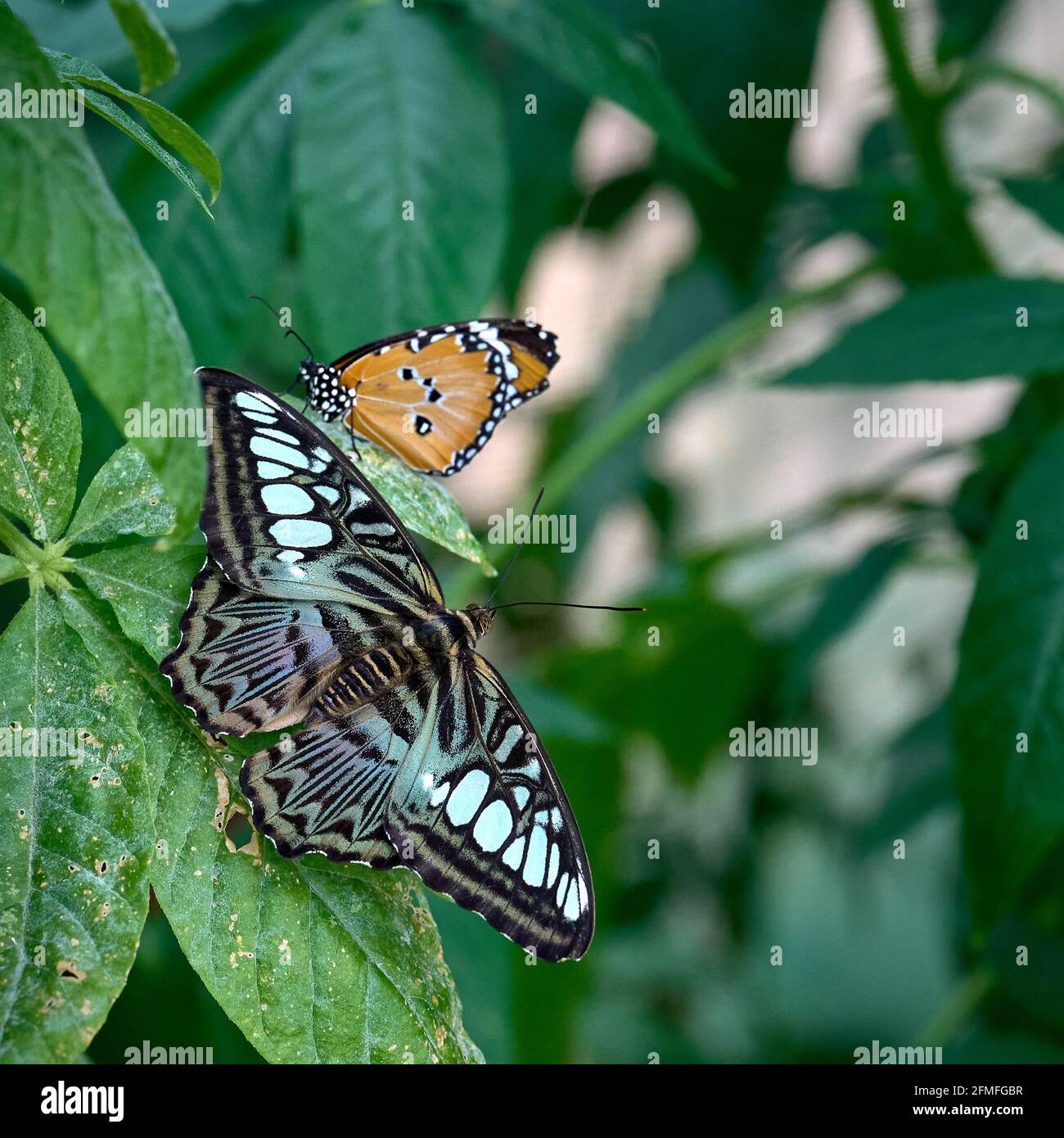 Tropical butterflies at Middleton Common Farm Butterfly Gardens Stock ...