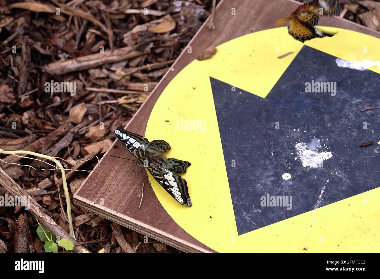 Tropical butterflies at Middleton Common Farm Butterfly Gardens Stock ...