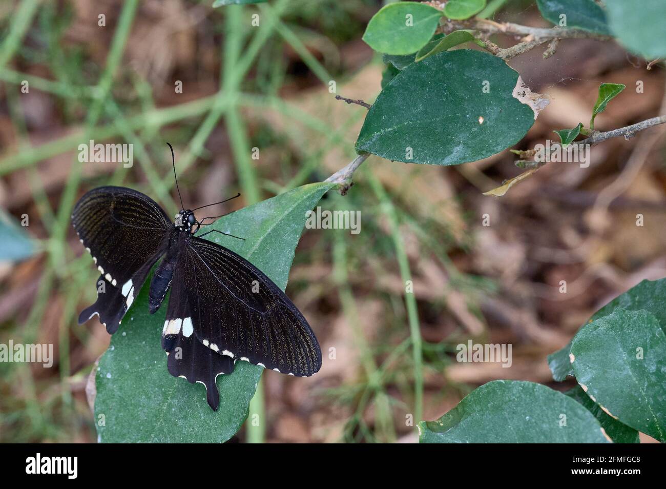 Tropical butterflies at Middleton Common Farm Butterfly Gardens Stock ...