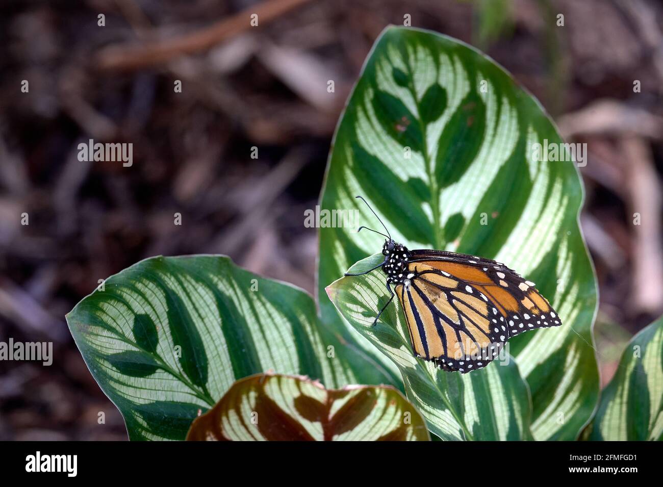 Tropical butterflies at Middleton Common Farm Butterfly Gardens Stock ...