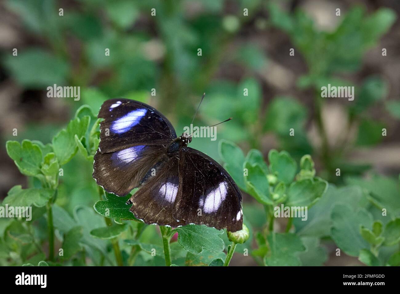 Tropical butterflies at Middleton Common Farm Butterfly Gardens Stock ...