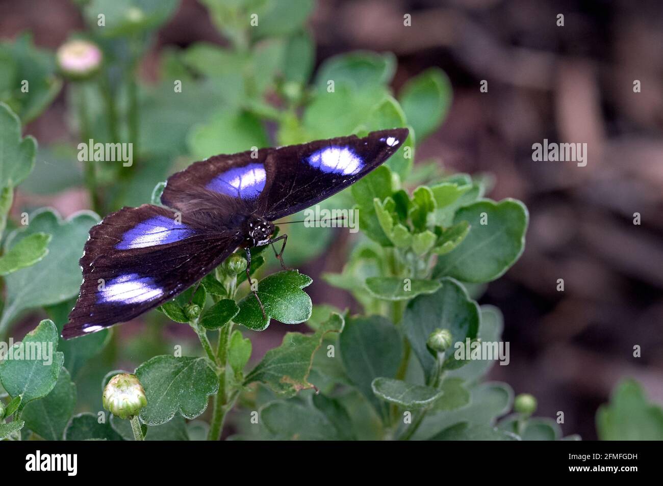 Tropical butterflies at Middleton Common Farm Butterfly Gardens Stock ...