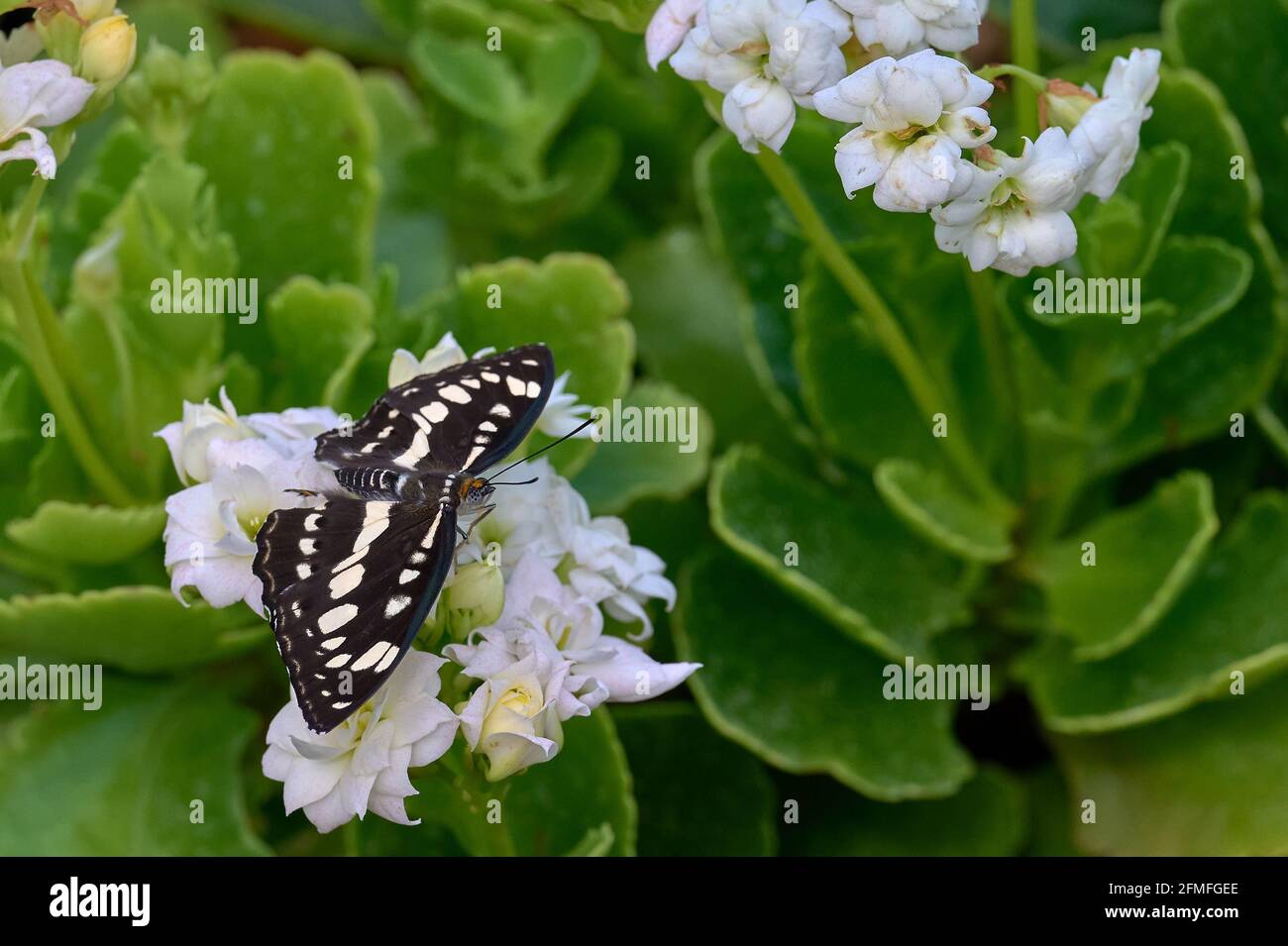 Tropical butterflies at Middleton Common Farm Butterfly Gardens Stock ...