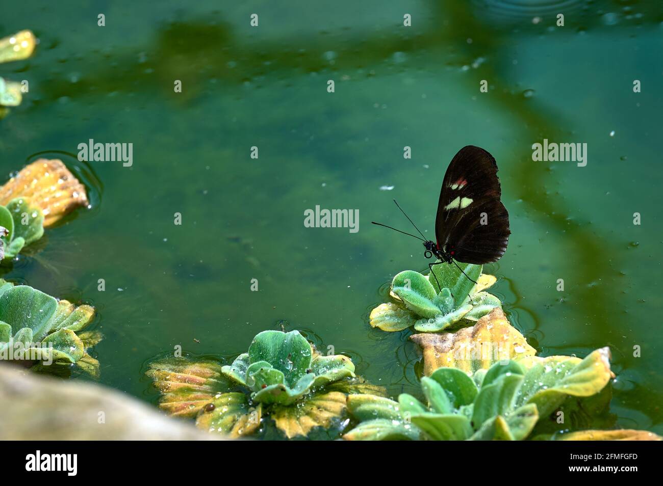 Tropical butterflies at Middleton Common Farm Butterfly Gardens Stock ...