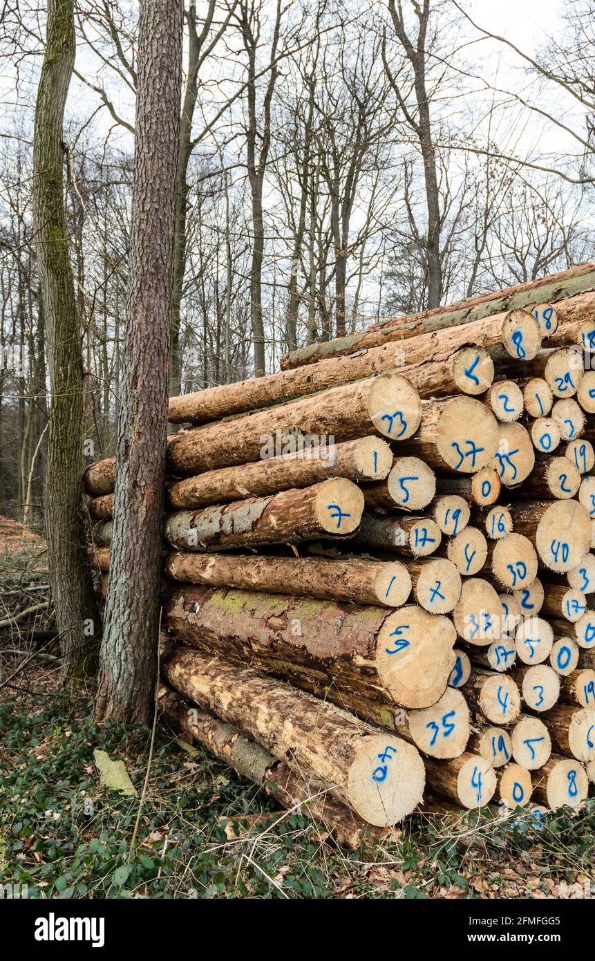 Stack of numbered felled trees at a lumberyard or logging site, log ...