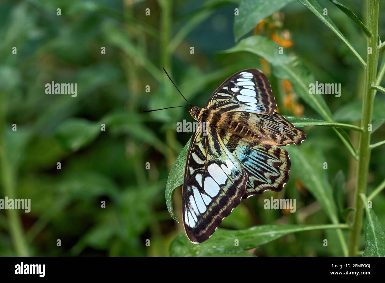 Tropical butterflies at Middleton Common Farm Butterfly Gardens Stock ...
