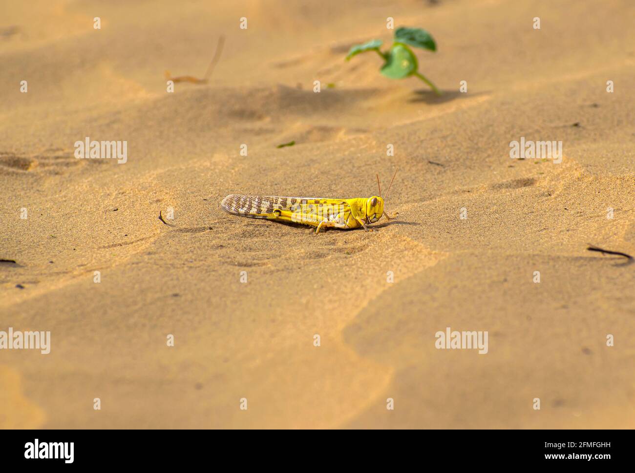 migratory locust swarm in india.locust are related to grasshopper Stock ...