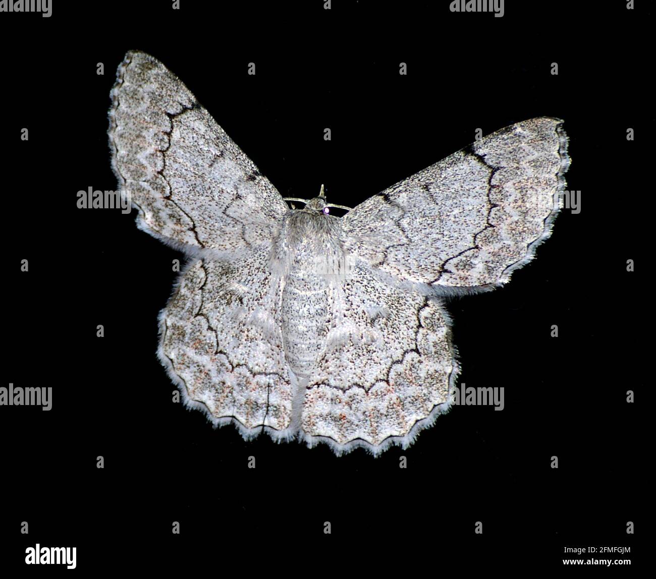 White Looper moth, Pingasa chlora. Large moth with intricate lacy ...