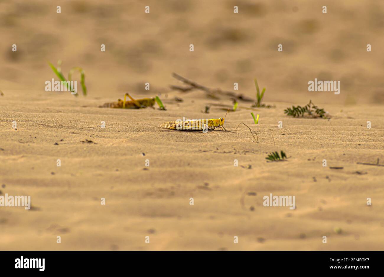 Locust swarms africa hi-res stock photography and images - Alamy
