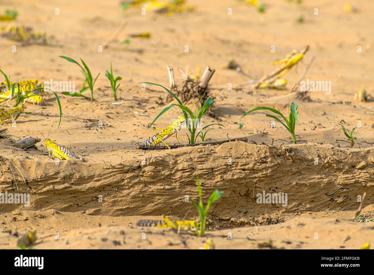 Locust swarm india hi-res stock photography and images - Alamy