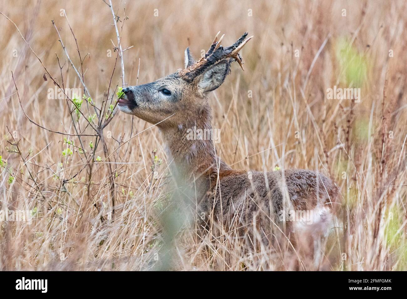 Roe Deer buck in spring - eating new spring leaves with velvet falling ...